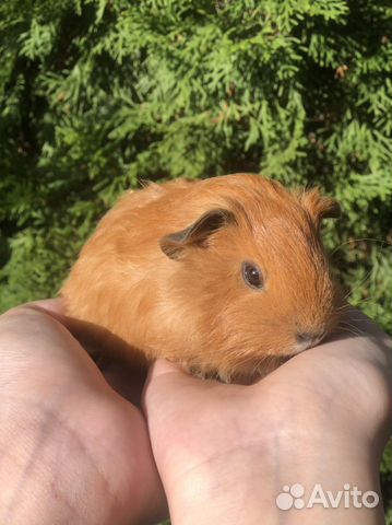 Морская свинка калифорния