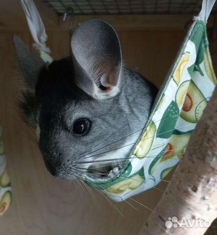Шиншилла щенок + витрина и всё аксессуары