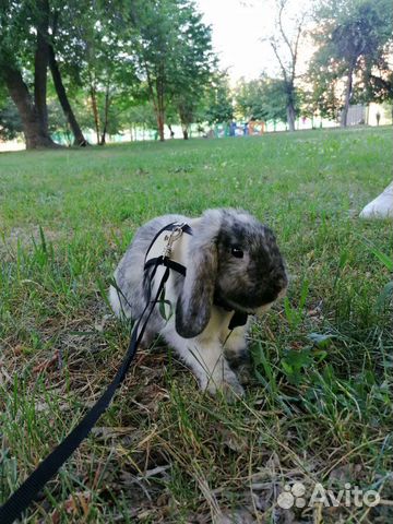 Декоративные кролики вислоухие