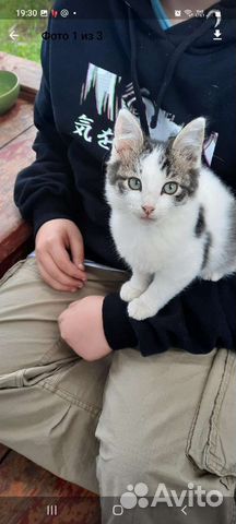 Котенок Мистер Дарси ищет дом