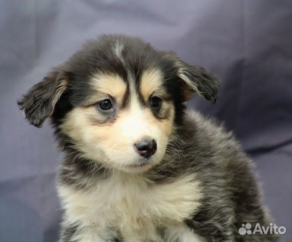 Красотка Инфинити ищет дом