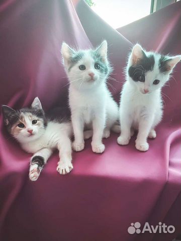 Кошки в добрые руки бесплатно