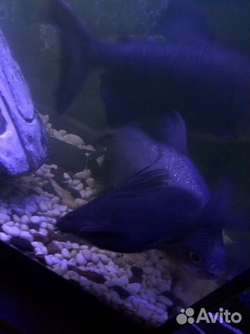 Паку и Сом Синодонтис эруптерус 2шт