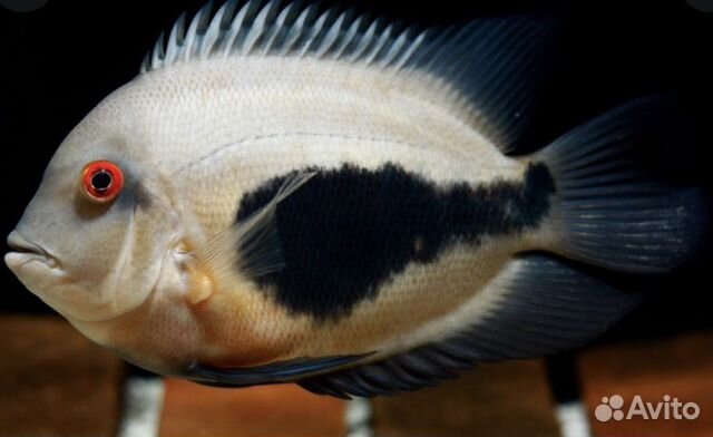 Крупная уару