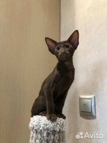 Ориентальный котенок Чарли