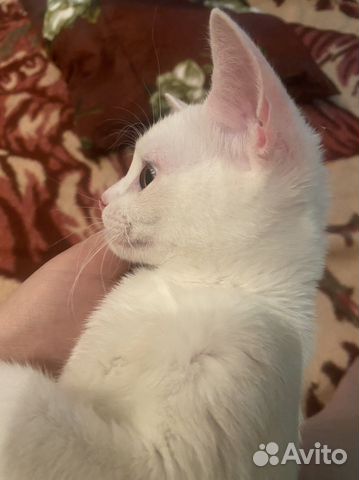 Канадский сфинкс Ф2