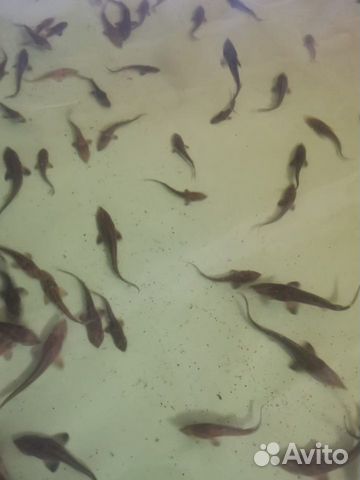 Рыбопосадочный материал