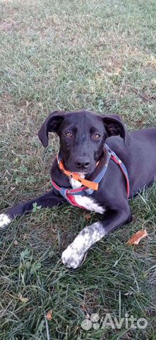 Собака в добрые руки отдам бесплатно