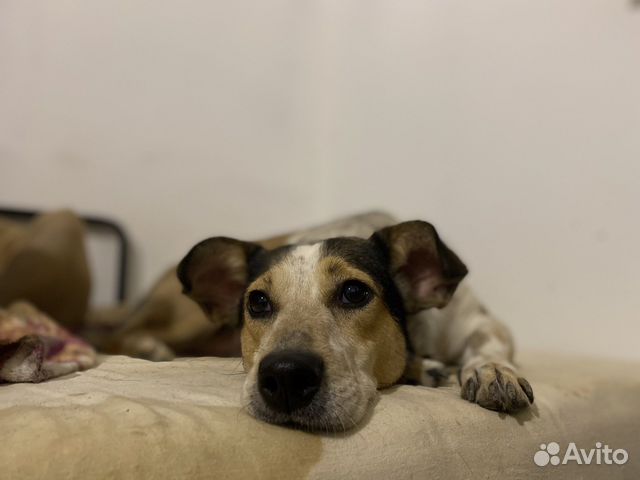 Чапа в самые добрые руки