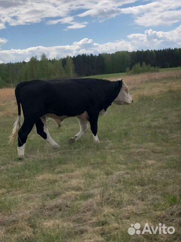 Быки на племя