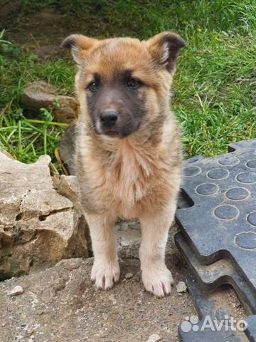 Щенок в добрые руки бесплатно кобель