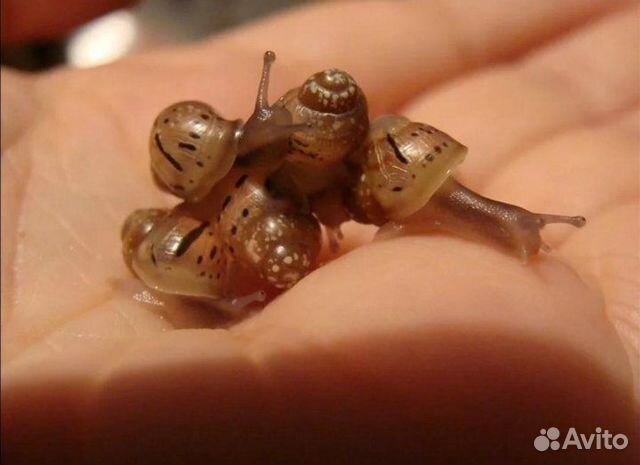 Улитки ахатины