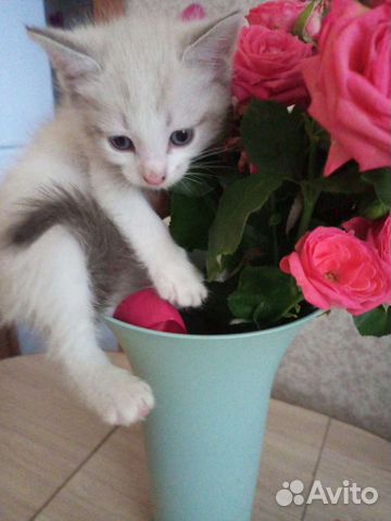 Кошка в дар бесплатно
