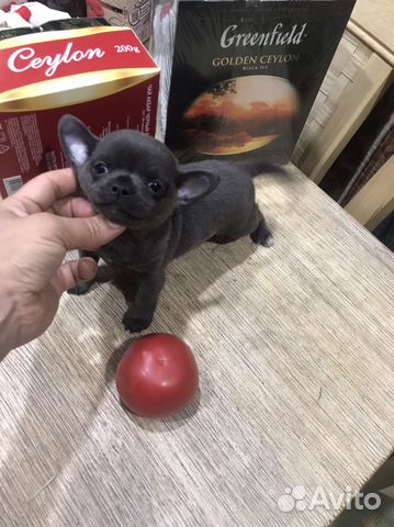 Чихуахуа мини Голубая Мечта