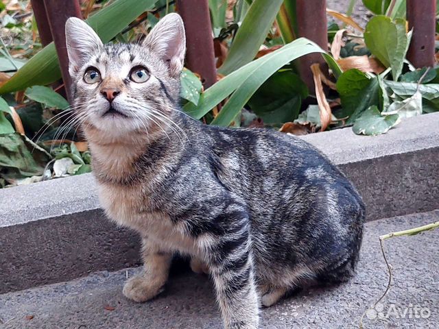 Камышовый тигрик, котёнок бесплатно