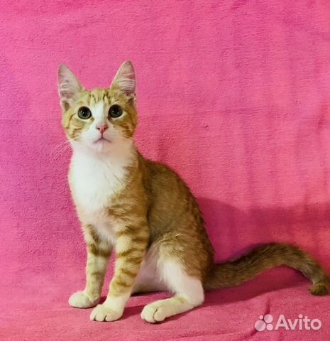 Котик рыжик 3 месяца
