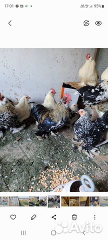 Куры кахекины mini