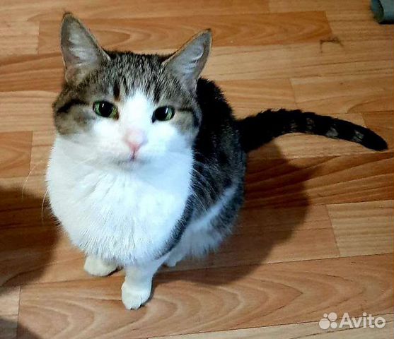 Сиротка Джульетта ищет дом