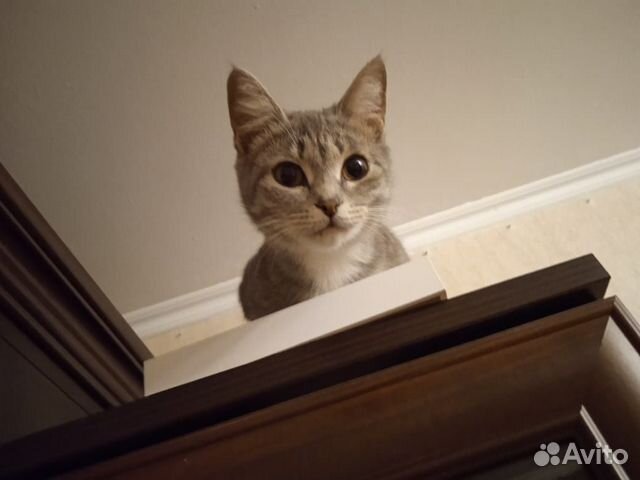 Кошечка Соня, 11 мес