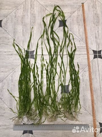 Валиснерия спиральная