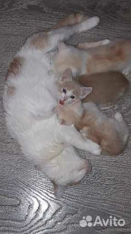 Кот дружелюбный