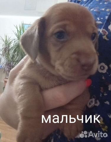Собака