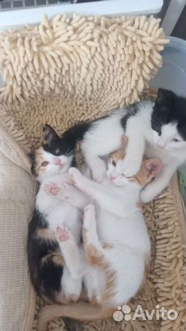 Котята в дар