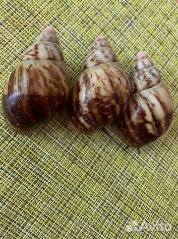 Улитки архахатина гревелли страйп f3