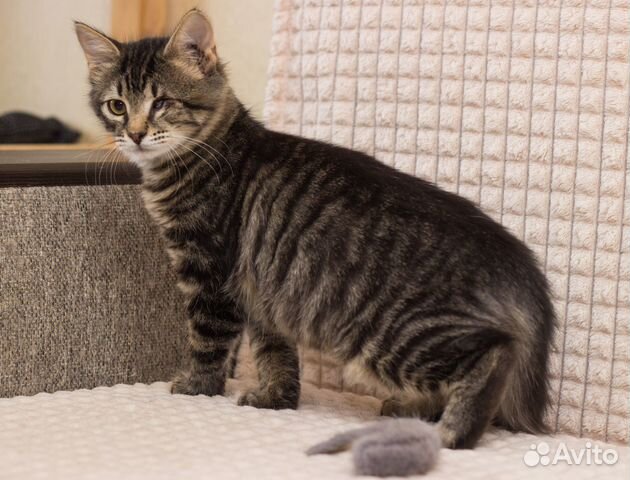 Котёнок Дева