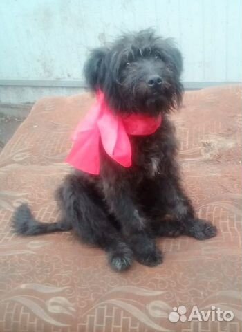 Ищет дом замечательный щенок Джесси