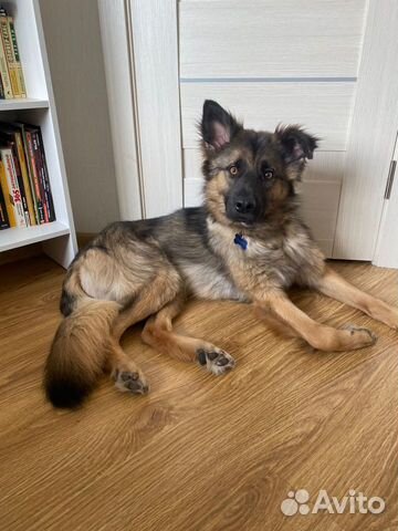 Собака мальчик