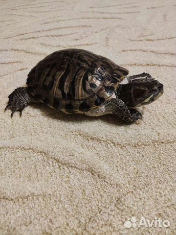 Красноухая черепаха