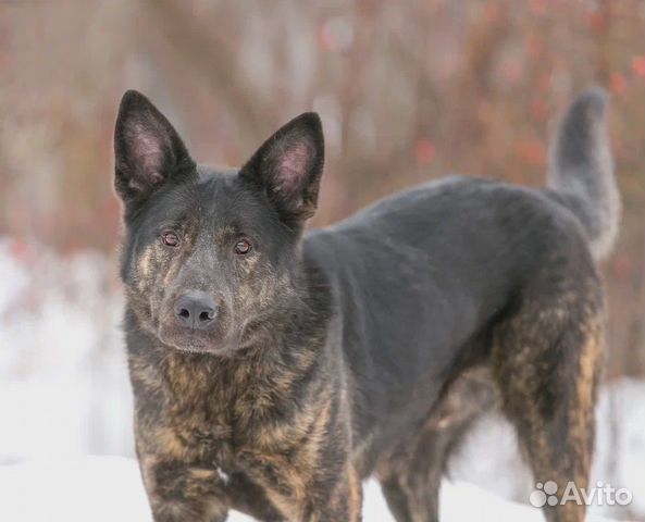 Собака нянька адам