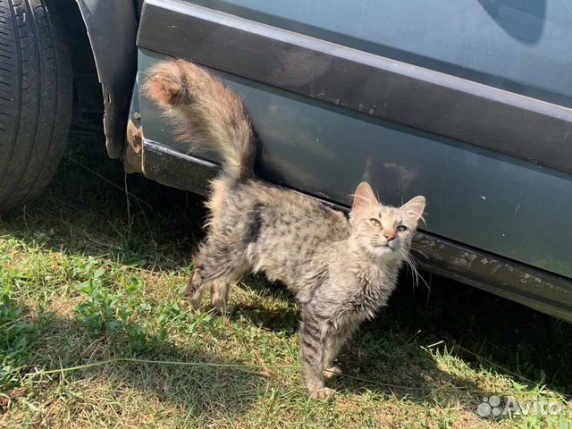 В добрые и надежные ручки интересный котик