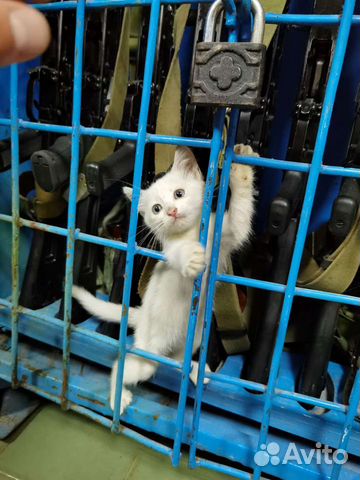 Котёнок