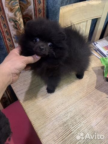 Черный померанский шпиц Яхонт