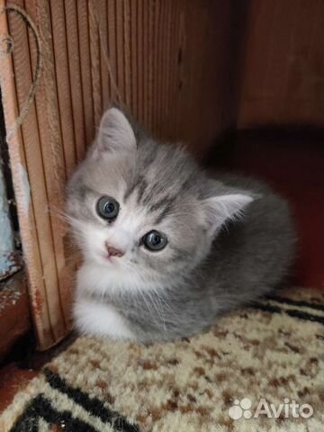 Котенок от вислоухой Шотладки