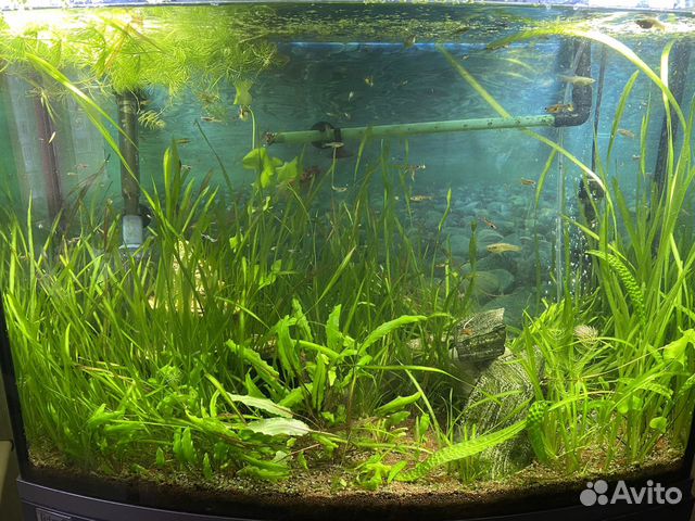 Аквариум с тумбой 130 литров