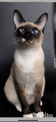 Котята породы Сноу Шу