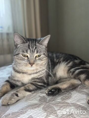 Кошка на вязку, кошечка ждет своего котика