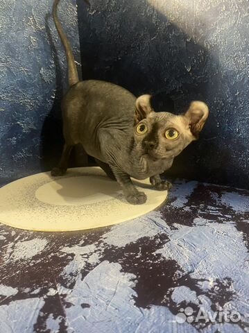 Канадский сфинкс котенок (эльф, девочка)