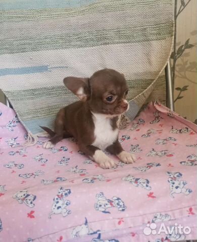 Чихуахуа девочка шоколадка