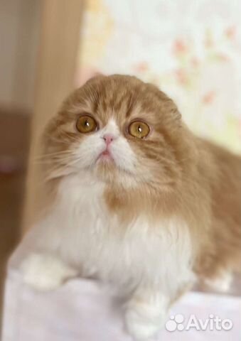 Котята хайленд фолд. Лялька