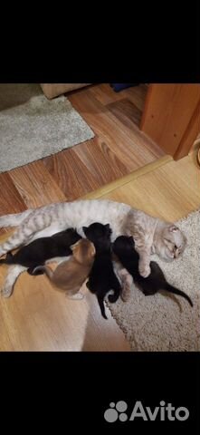 Шотланские котята