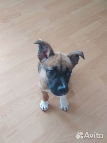 Щенок девочка в добрые руки