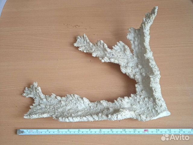 Коралл натуральный, белый, 36*26 см