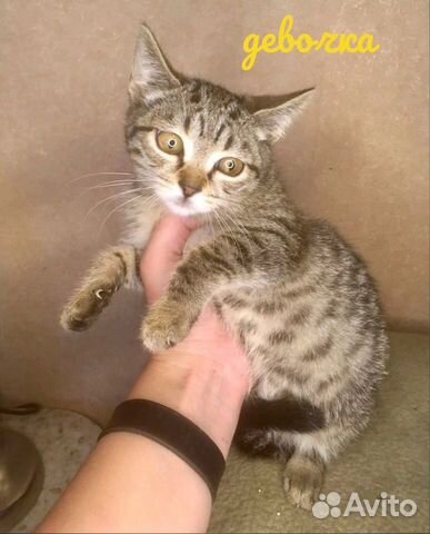 Полосатая девчушка ищет дом