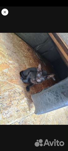 Ориентальные котята черные