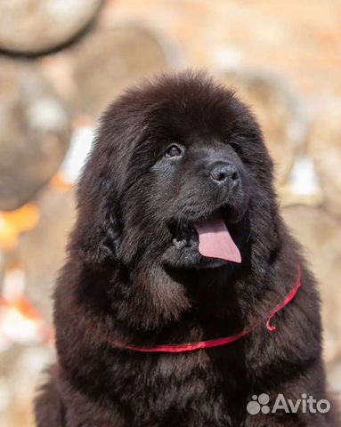 Ньюфи девочка