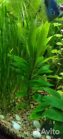 Лимонник растение аквариумное